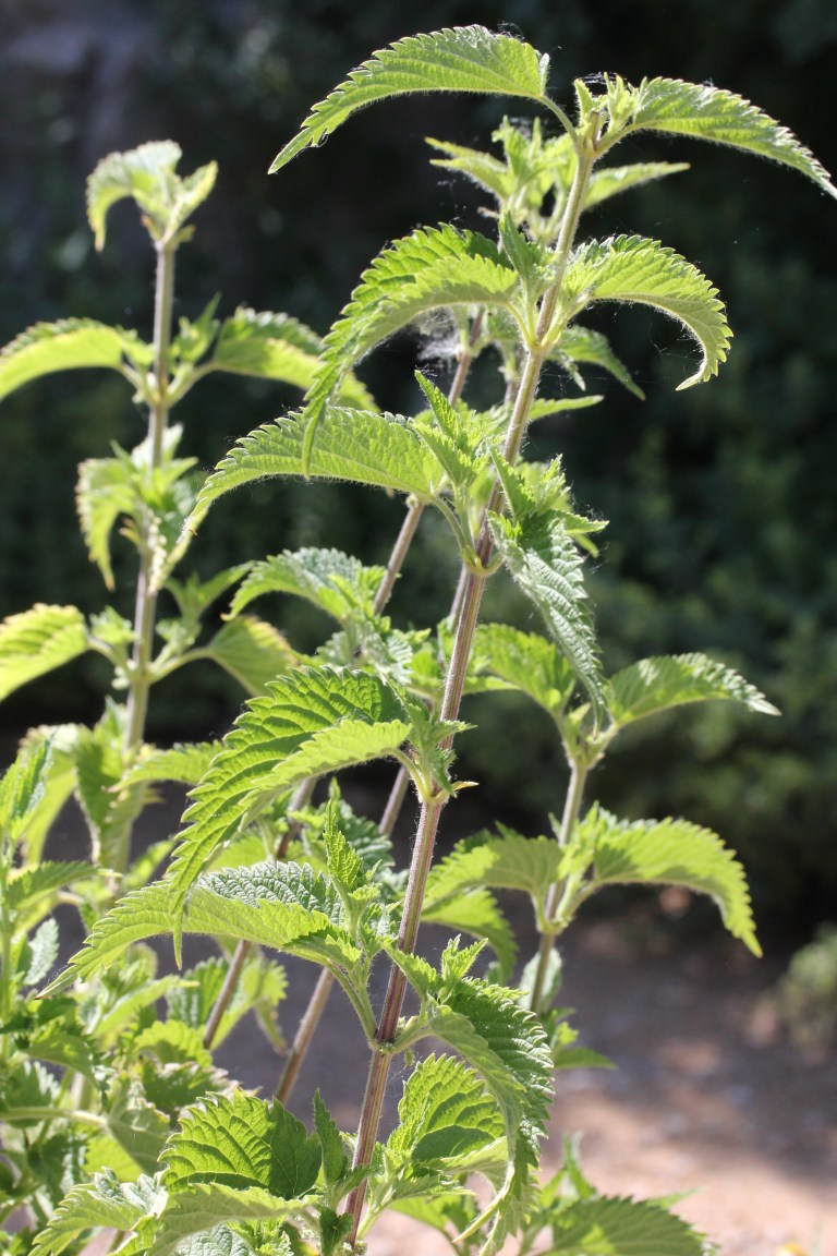 Beard Whip (Nettles) – Blackbird's Backyard Pharmacy